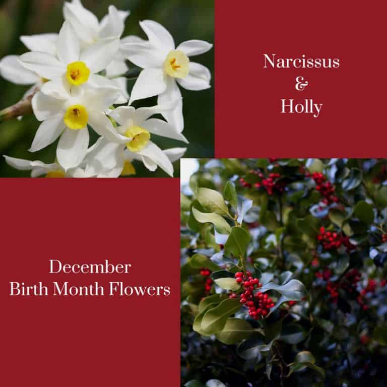 December Birth Flowers and Their Meanings - Tulips and Twill