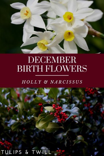 December Birth Flowers and Their Meanings - Tulips and Twill