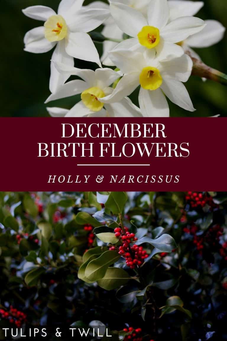December Birth Flowers and Their Meanings - Tulips and Twill