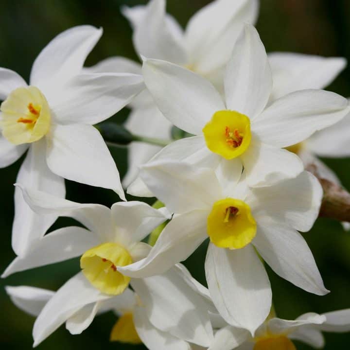 December Birth Flowers and Their Meanings - Tulips and Twill