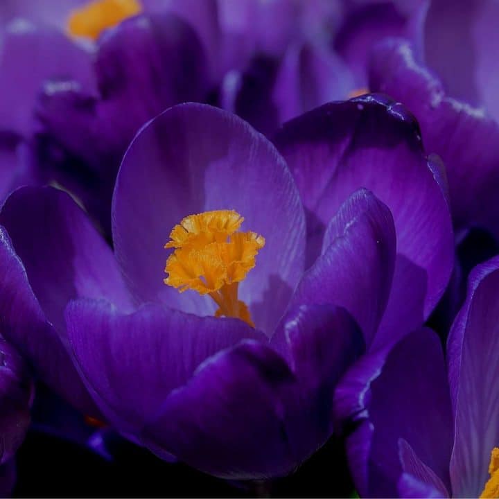 February Birth Flowers and Their Meanings - Tulips and Twill