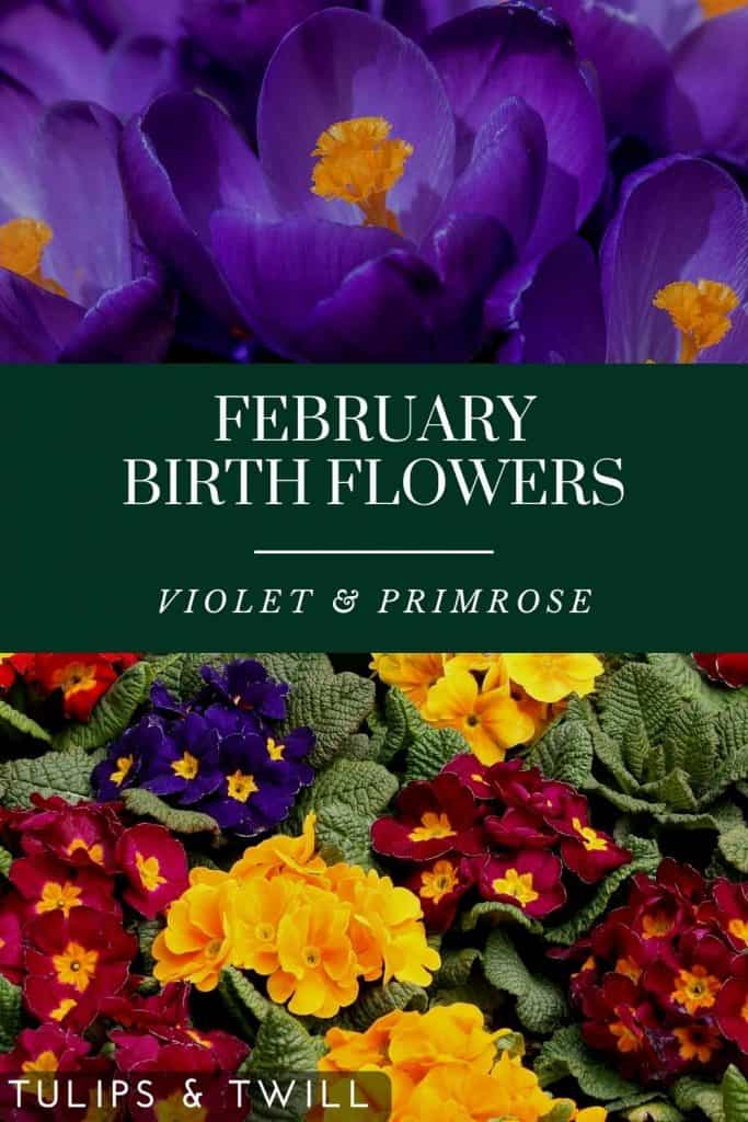 February Birth Flowers and Their Meanings - Tulips and Twill
