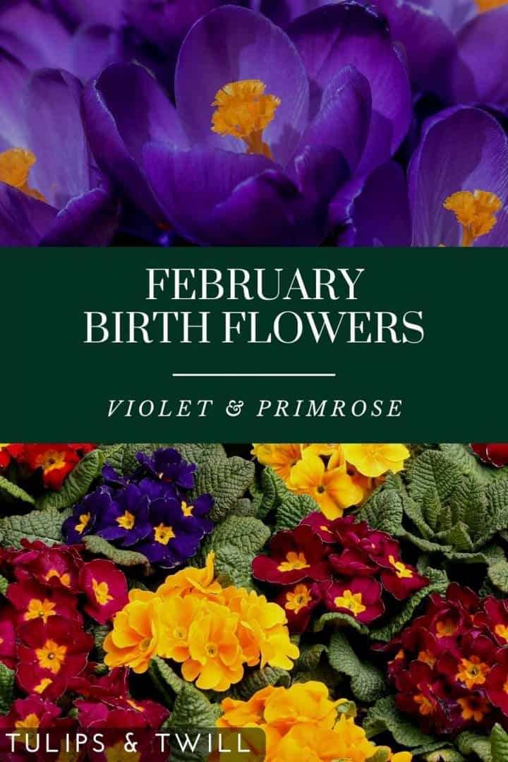 February Birth Flowers and Their Meanings - Tulips and Twill
