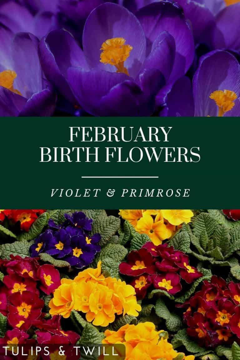 February Birth Flowers and Their Meanings - Tulips and Twill