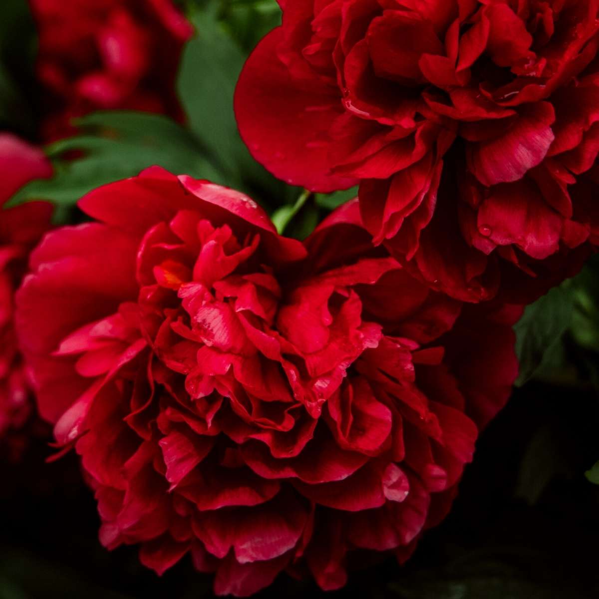 January Birth Flowers and Their Meanings - Tulips and Twill