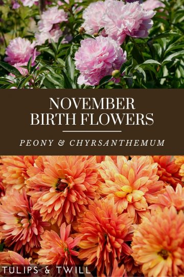 November Birth Flowers and Their Meanings - Tulips and Twill