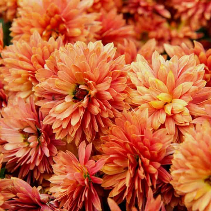 November Birth Flowers and Their Meanings - Tulips and Twill