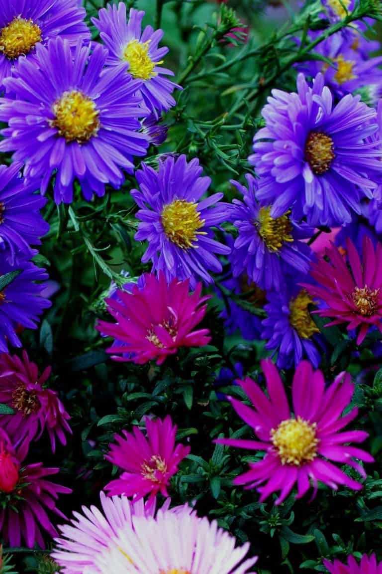 September Birth Flowers and Their Meanings - Tulips and Twill