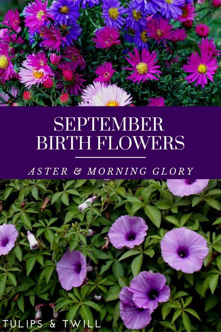 September Birth Flowers and Their Meanings - Tulips and Twill