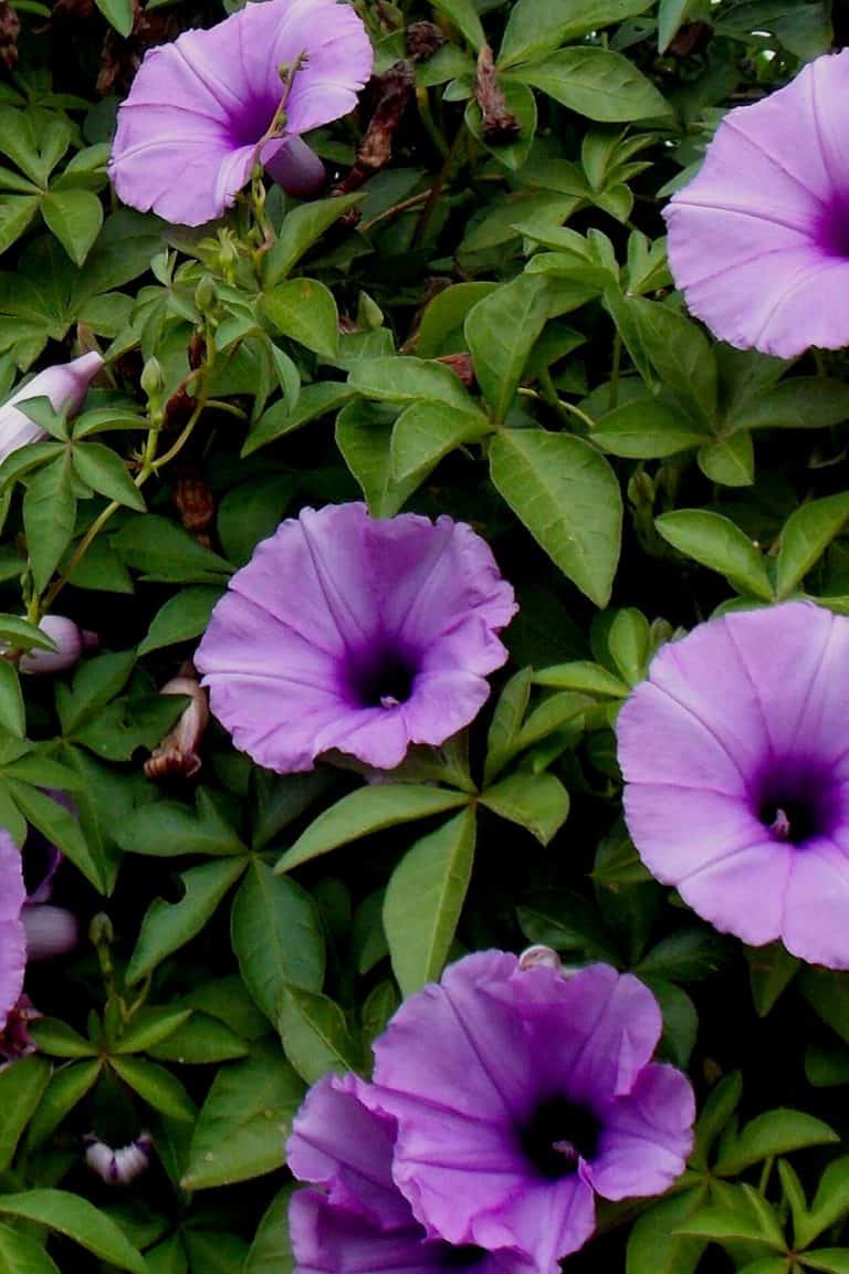 September Birth Flowers and Their Meanings - Tulips and Twill