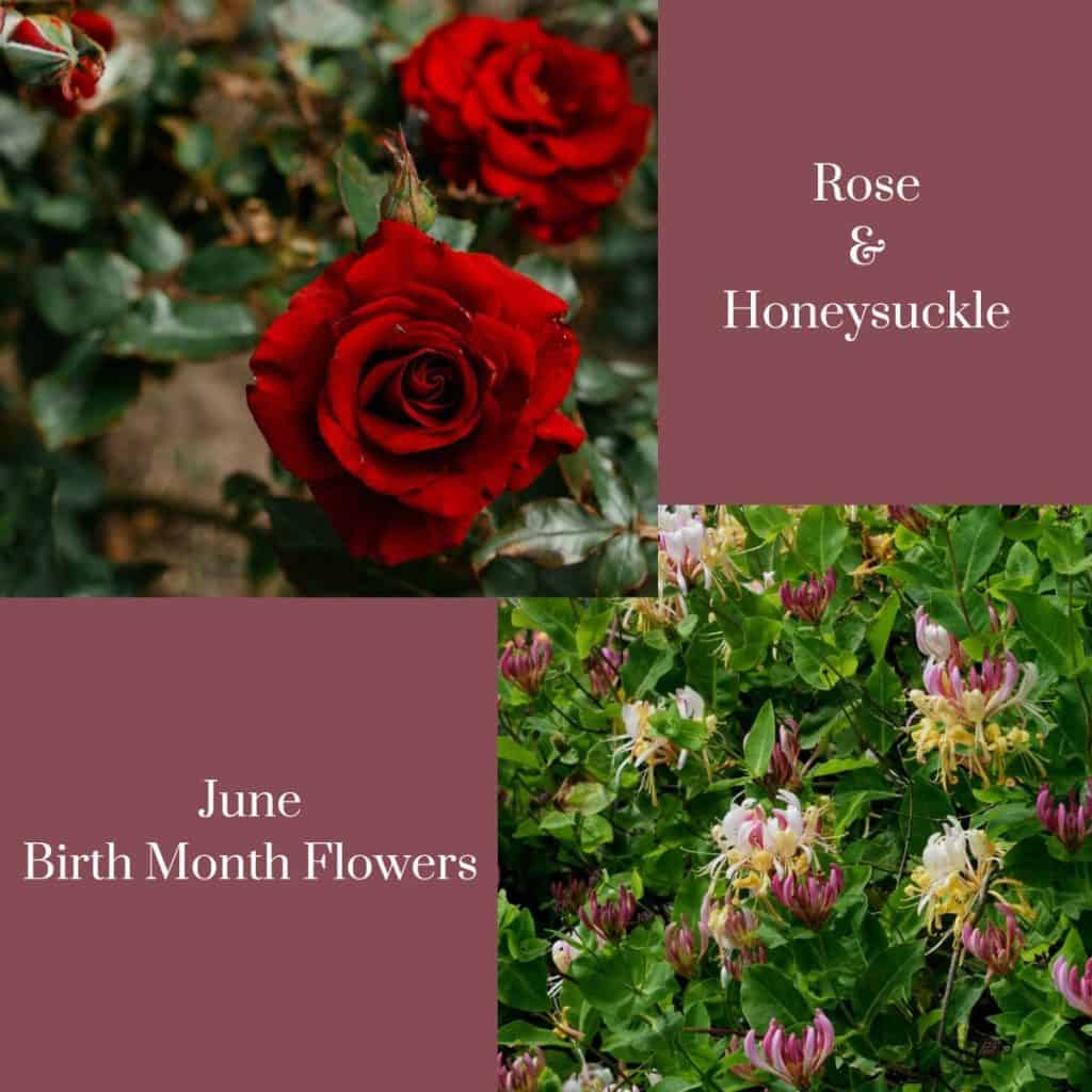 June Birth Flowers and Their Meanings - Tulips and Twill