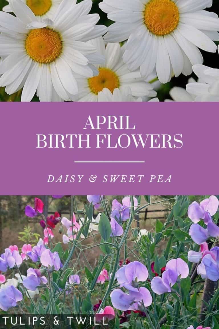 April Birth Flowers and Their Meanings - Tulips and Twill