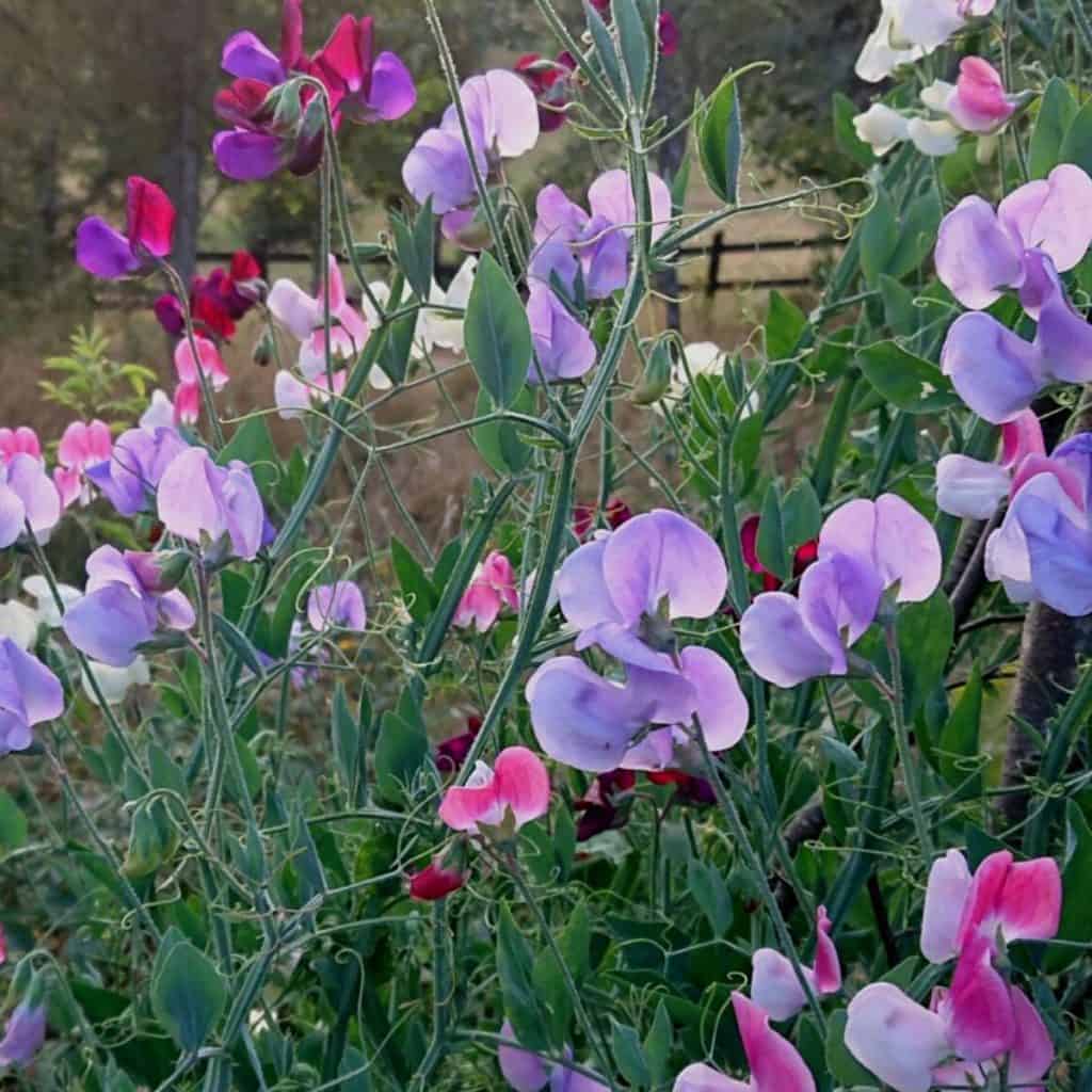 April Birth Flowers and Their Meanings - Tulips and Twill