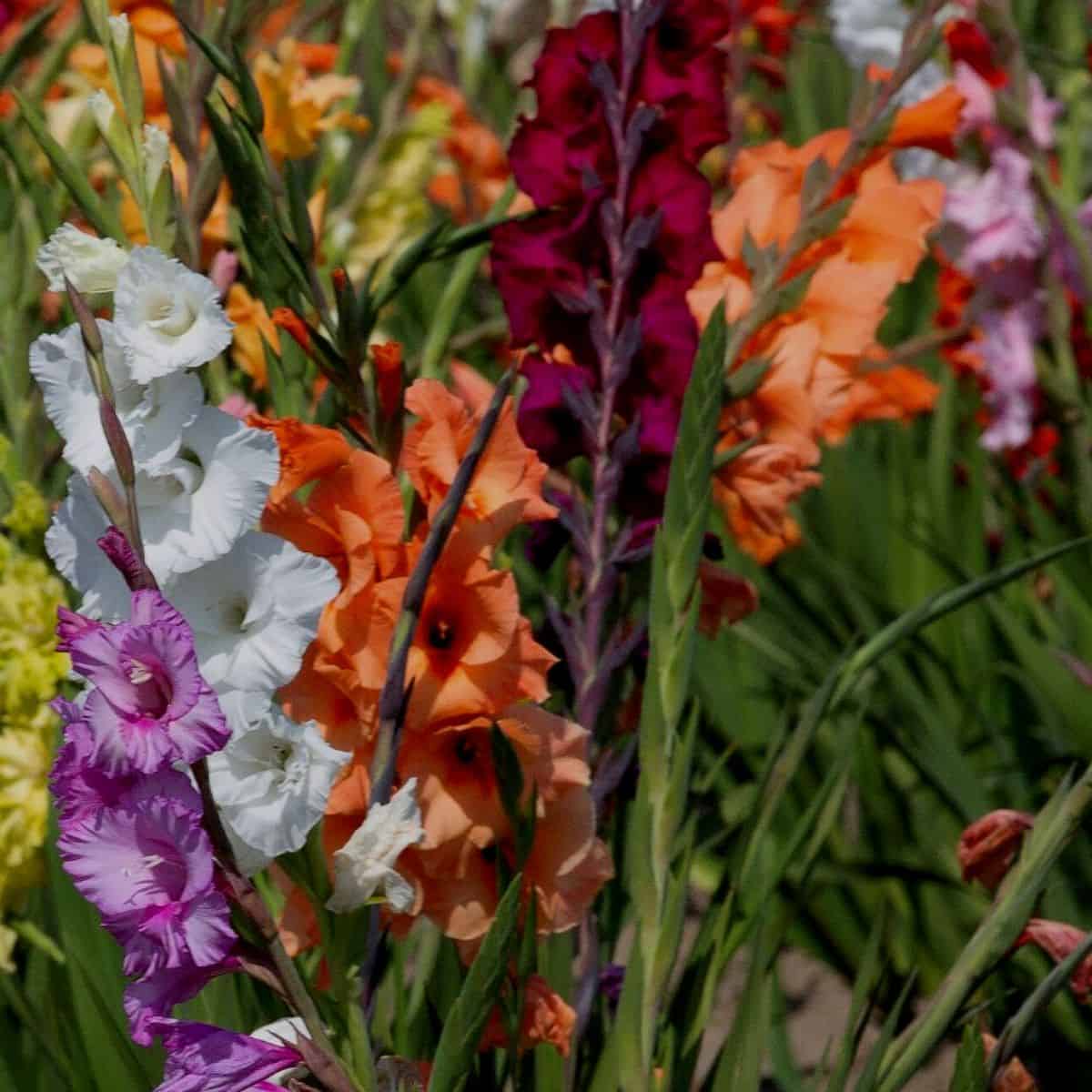 August Birth Flowers and Their Meanings - Tulips and Twill