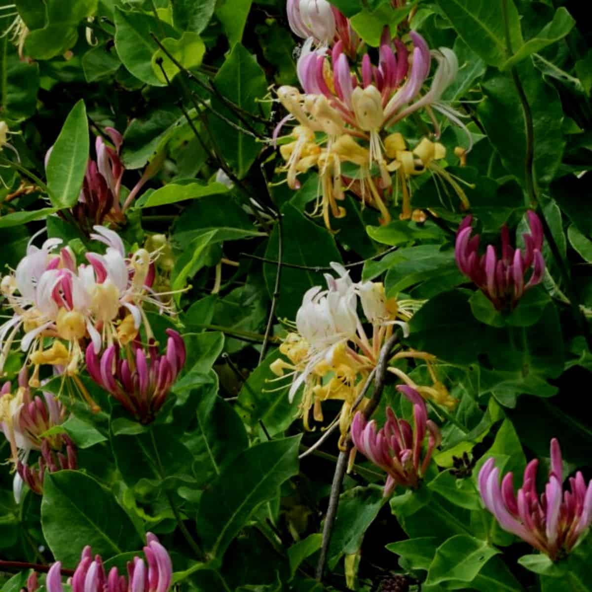June Birth Flowers and Their Meanings - Tulips and Twill